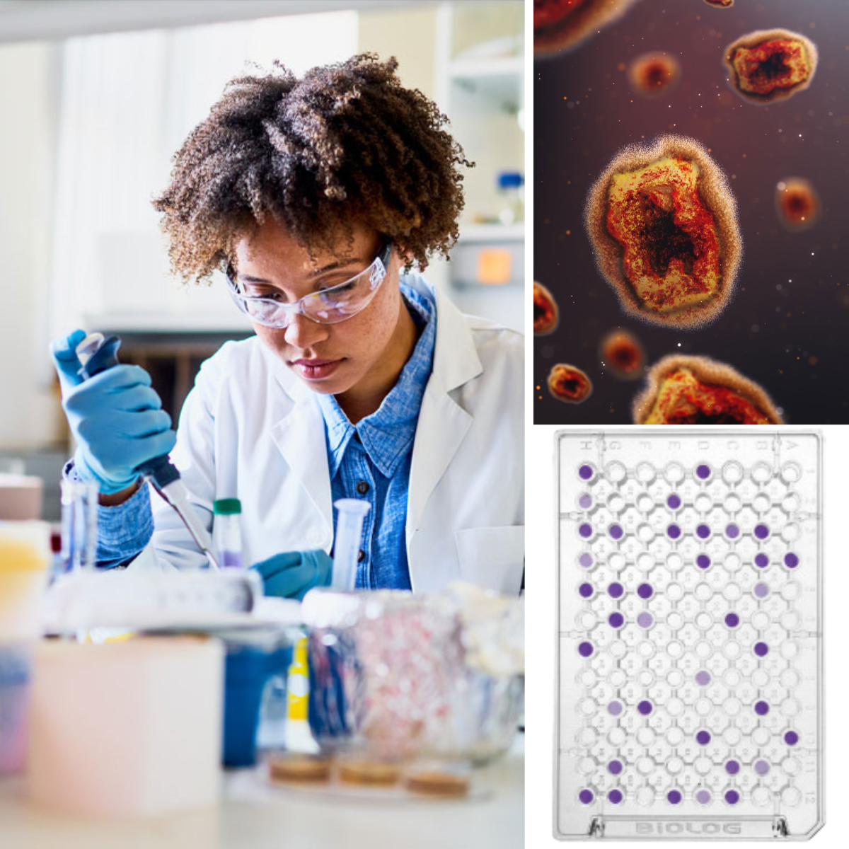 Método fenotípico en la Identificación Microbiana